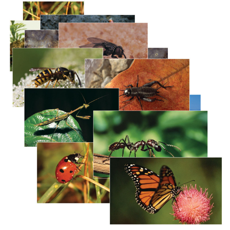 Stages Learning Materials Insects & Bugs Real Life Learning Poster Card ...