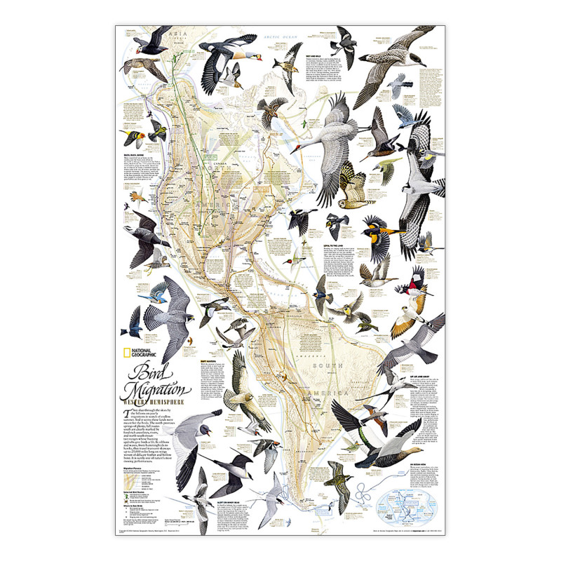National Geographic Bird Migration, Western Hemisphere Map, Laminated ...