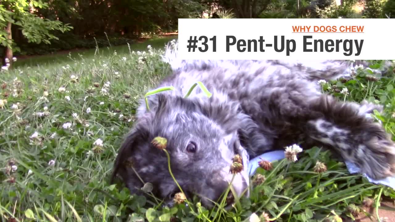 Nylabone Happy Moppy Interactive Dog Toy Medium - Walmart.com