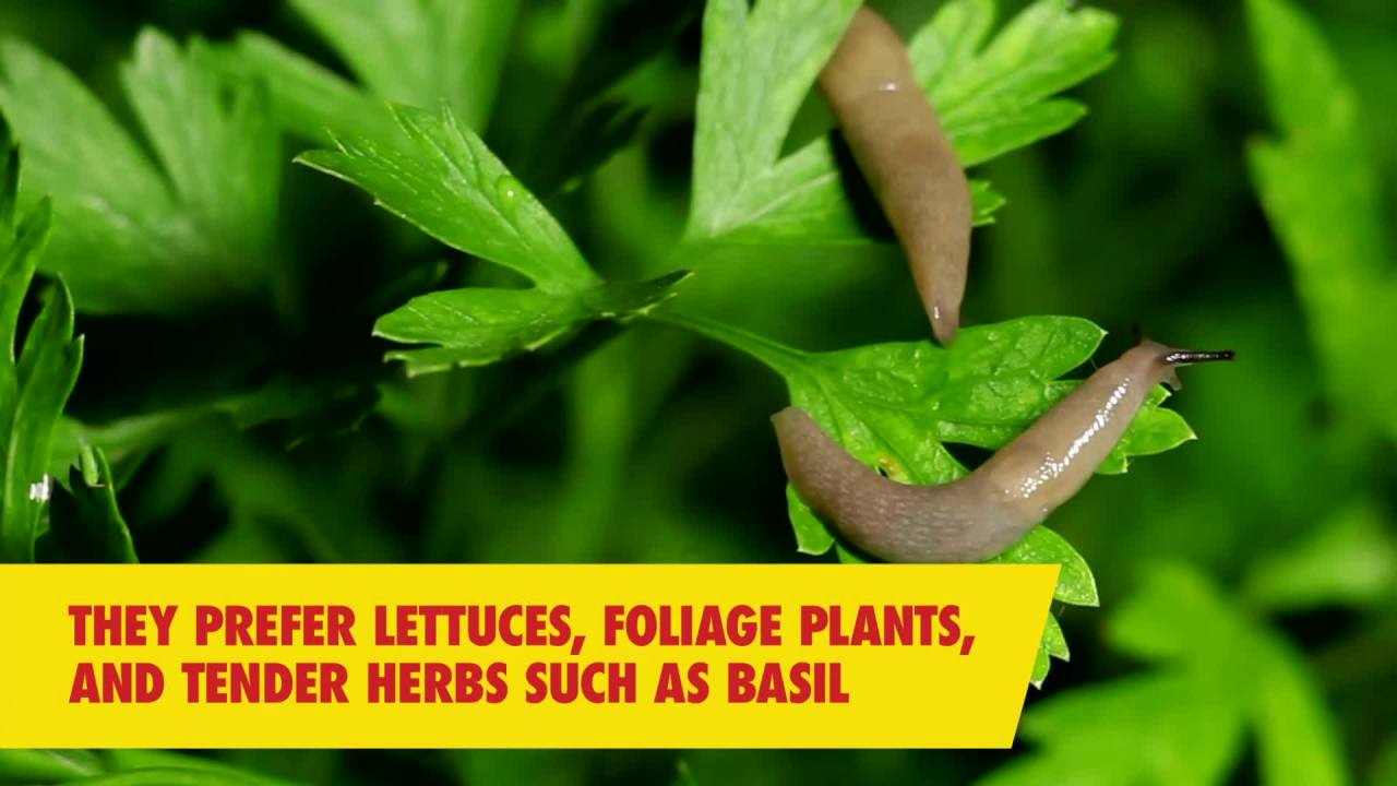 Deadline Ready-to-Use Liquid Slug and Snail Killer, 32 oz - Walmart.com