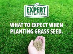 Expert Gardener Sun & Shade Southern Grass Seed Mix, for Sun to Partial ...