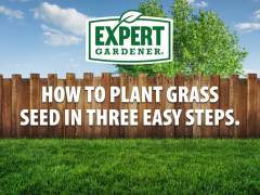 Expert Gardener Sun & Shade Northern Grass Seed Mix, for Sun to Partial ...