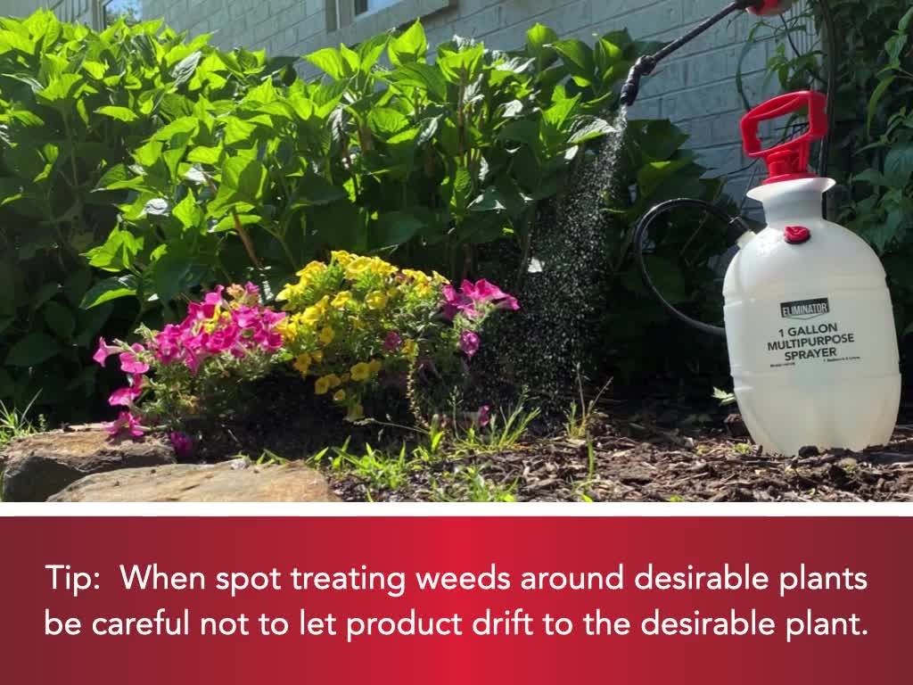 Eliminator Weed & Grass Killer Plus Concentrate Herbicide, 32 oz ...