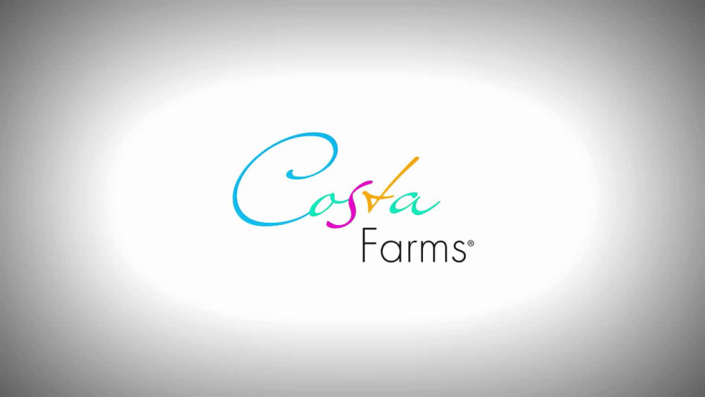 Costa Farms Desert Escape Live Indoor 7in. Tall Green Cactus; Bright ...