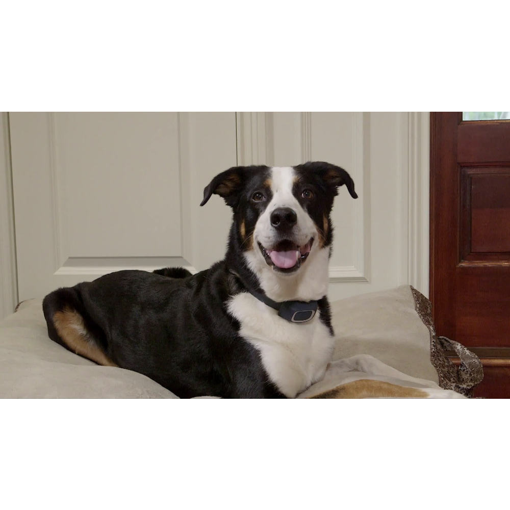 PetSafe 300 Yard Remote Trainer, Dog Training Collar, 3 Modes: Tone, Vibration, 1-15 Levels of ...