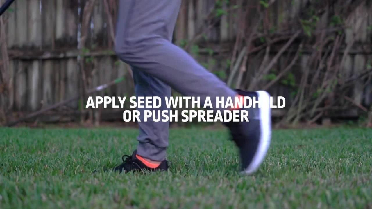 Expert Gardener Sun & Shade Northern Grass Seed Mix, for Sun to Partial ...