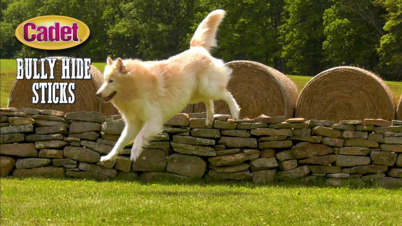 (3 pack) Cadet Bully Hide Sticks All-Natural Dog Chews Large Bully ...