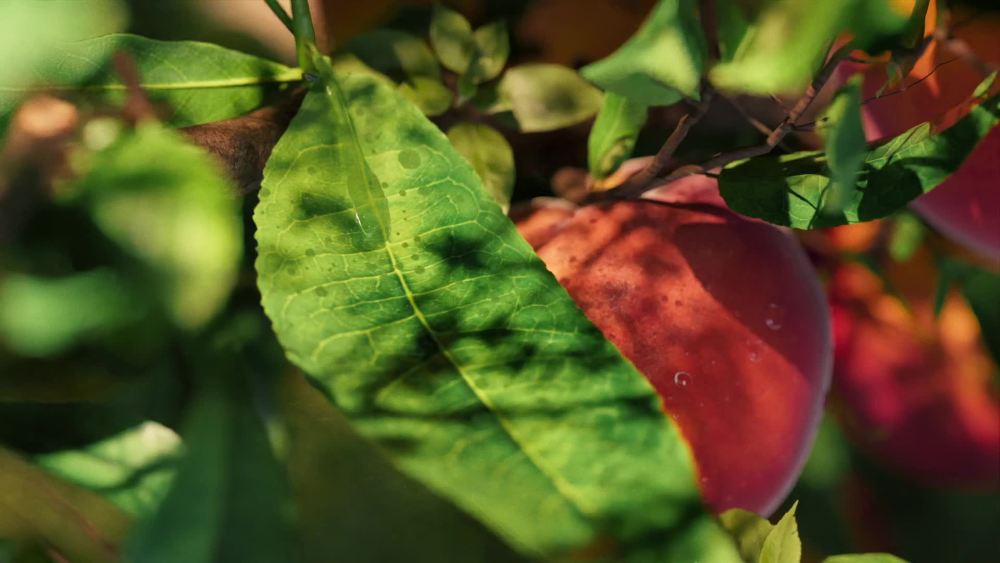 Busch Light Peach Domestic Beer 30 Pack 12 fl oz Aluminum Cans 4.1% ABV ...