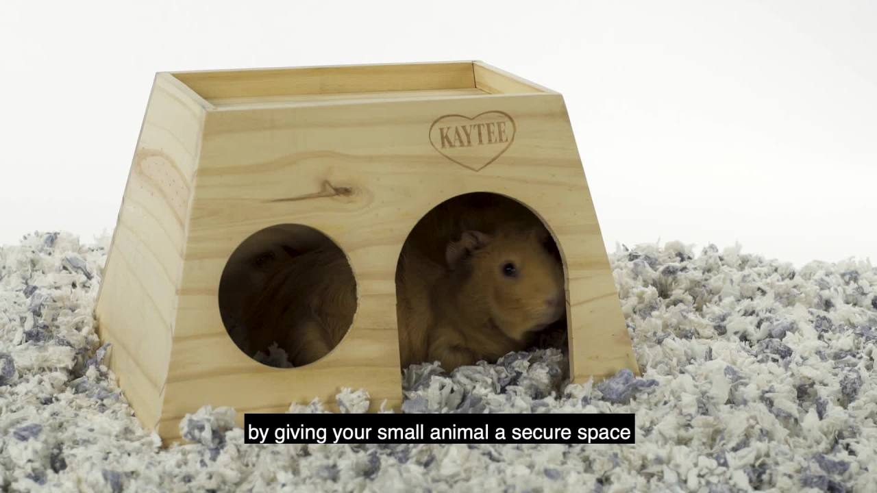 Kaytee Igloo Habitat Hideout, Large Plastic Shelter for Guinea Pigs ...