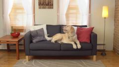 Nylabone Daily Dental Rubber Braid Bone for Dogs - Up to 35 lbs ...