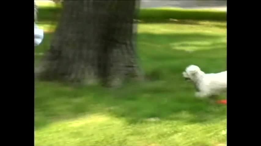 PawZ Rubber Dog Boots for Small Dogs 12pk, Tiny Apple Green Dog Booties ...